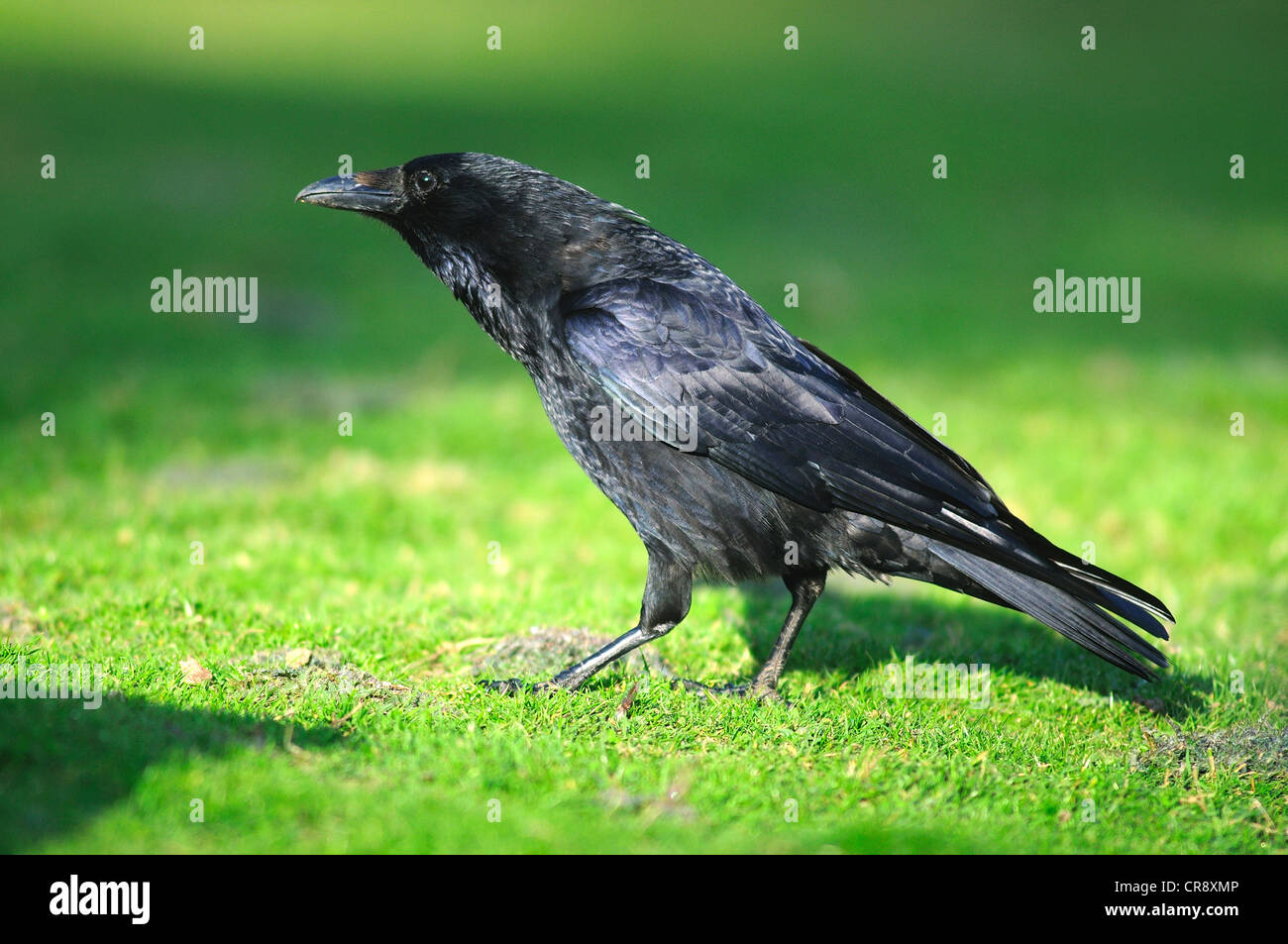 A carrion crow on grass in sunlight UK Stock Photo - Alamy
