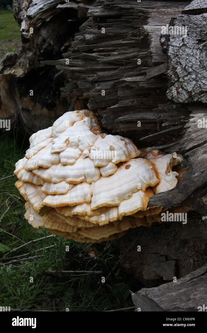 Chicken of the woods fungi Stock Photo - Alamy