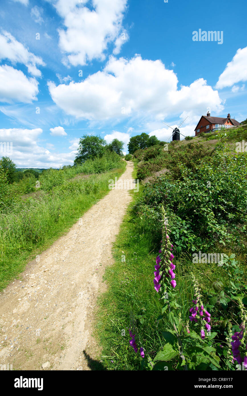 A Foxglove Digitalis Purpurea lined pathway leading to Reigate Heath ...