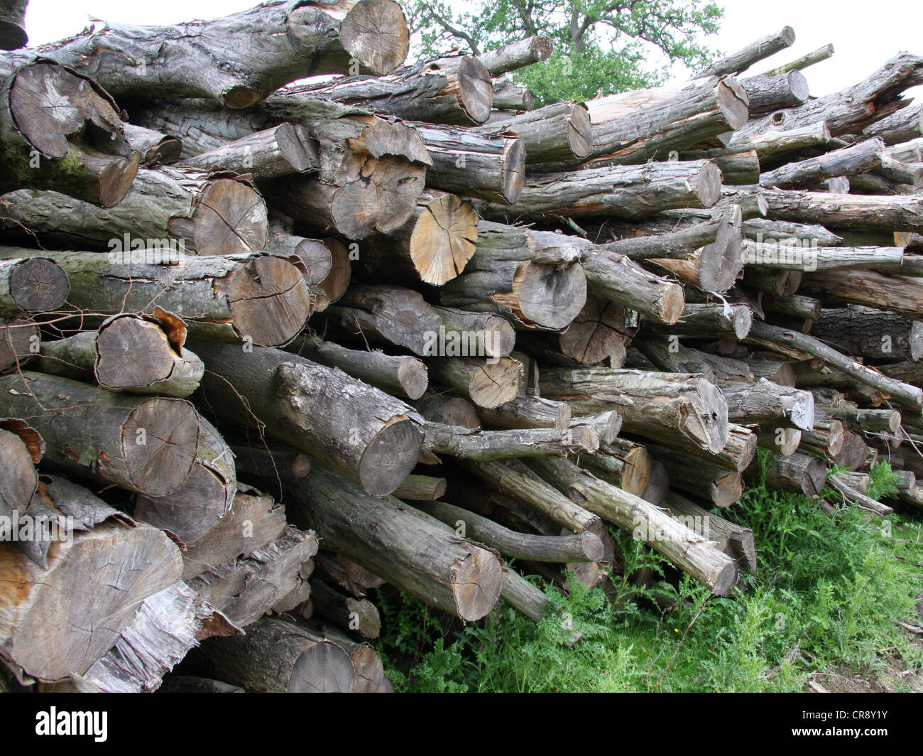 Stack of logs Stock Photo - Alamy