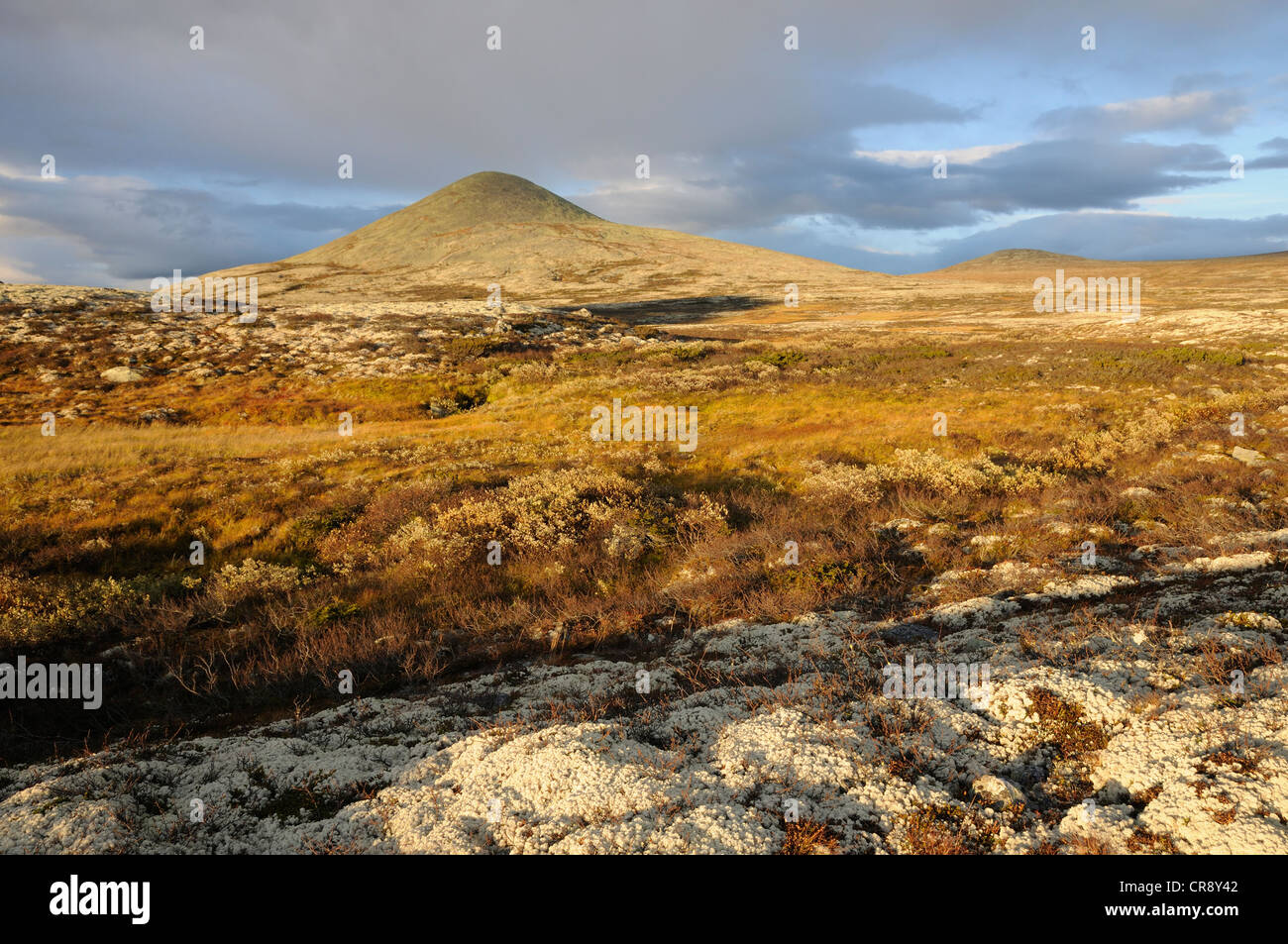 Fjell landscape in autumn with view of the Mt Muen, Ringebufjellet ...