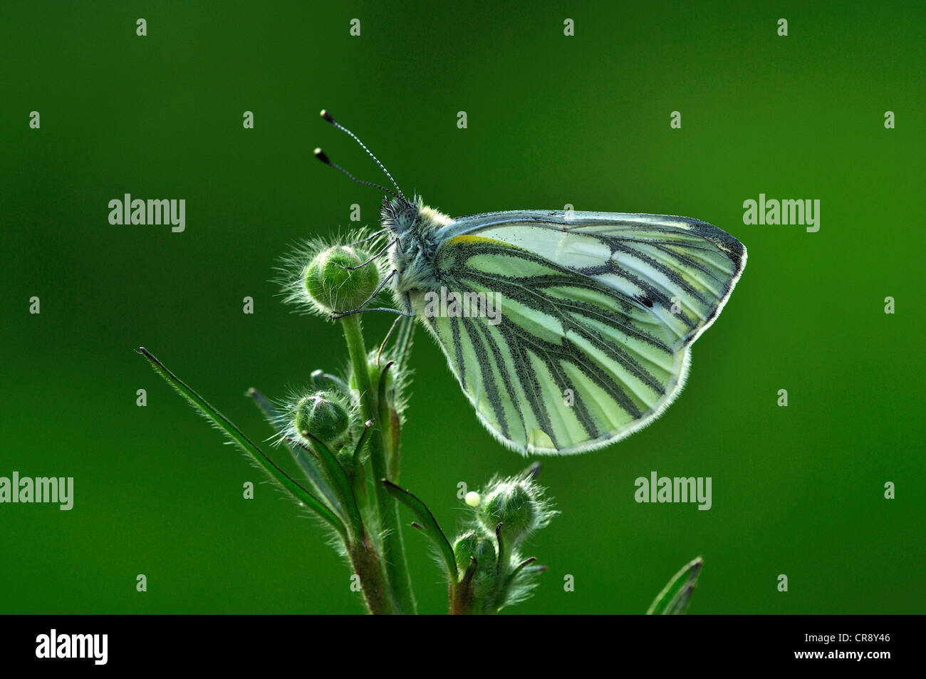 green-veined white butterfly insect invertebrate pieris napi Stock ...