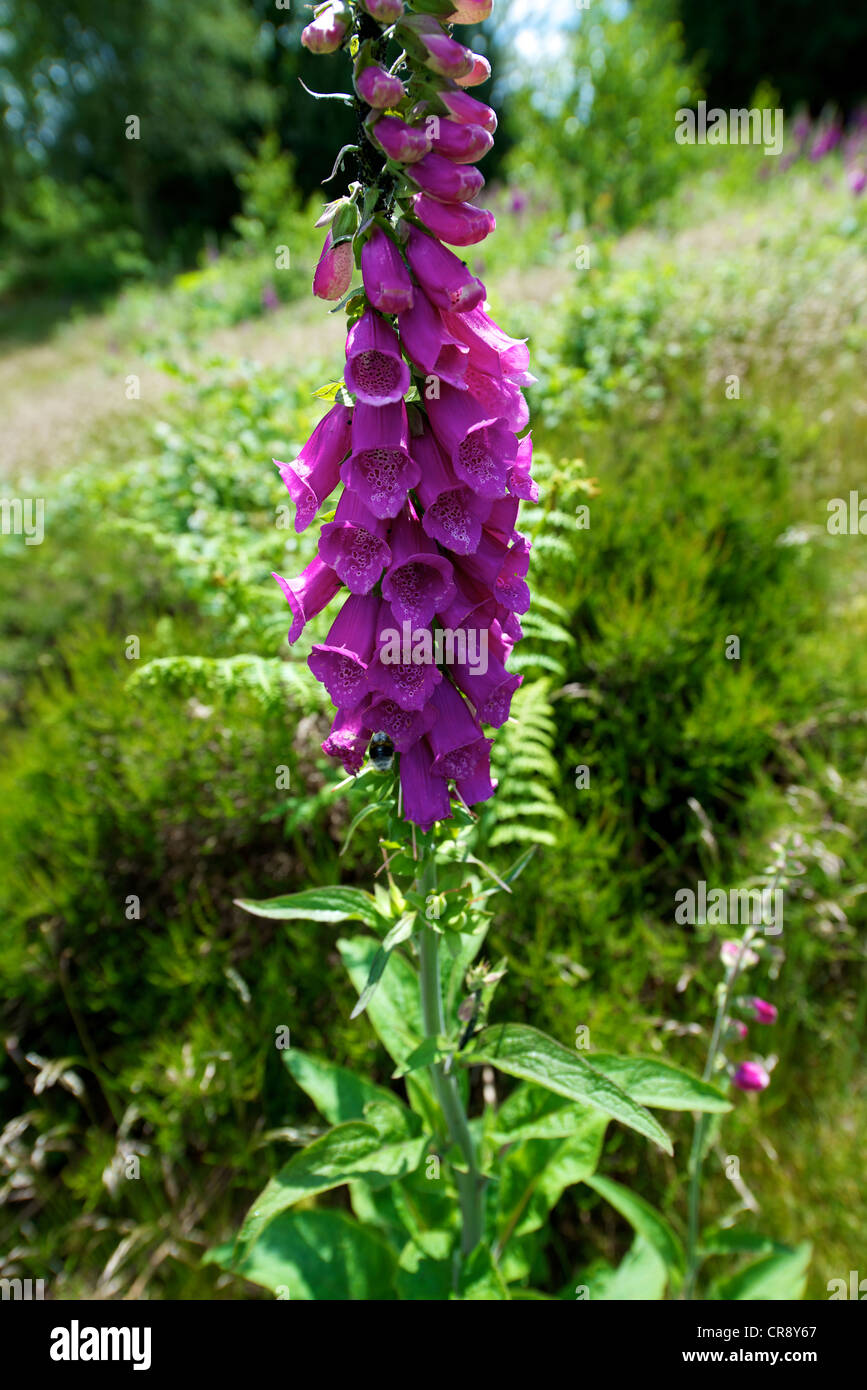 Foxglove Digitalis Purpurea and heather in a wild meadow on Reigate ...