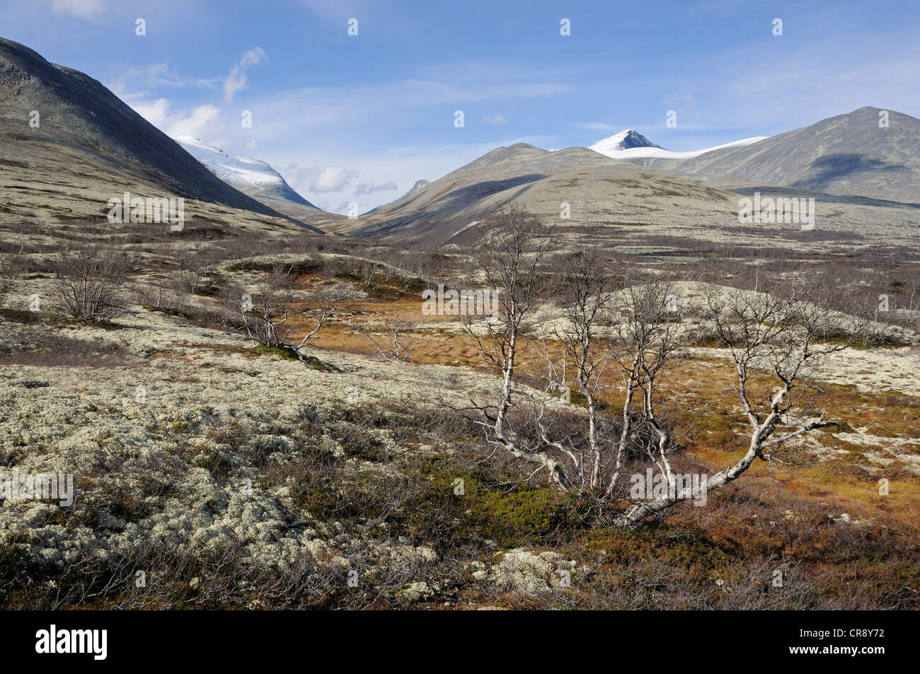 Fjell landscape in front of snow covered mountains in Rondane National ...