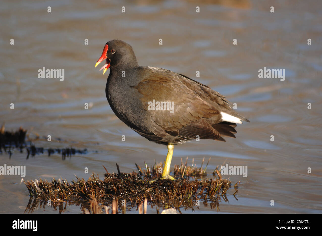 moorhen gallinula chloropus Stock Photo - Alamy