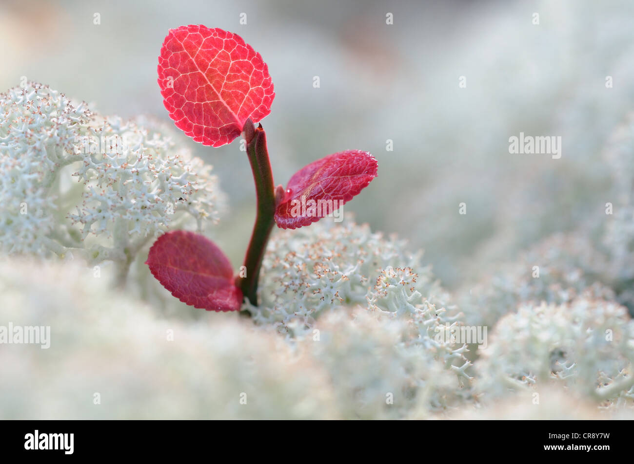 Reindeer Lichen of Caribou Moss and a small shoot with red leaves ...