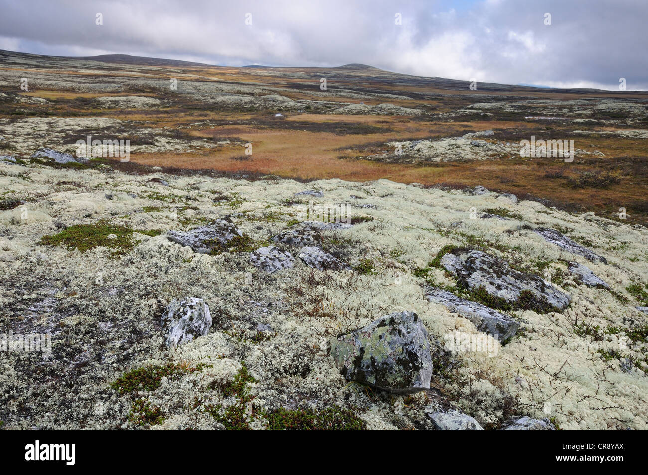 Reindeer Lichen or Caribou Moss (Cladonia rangiferina), fjell landscape ...