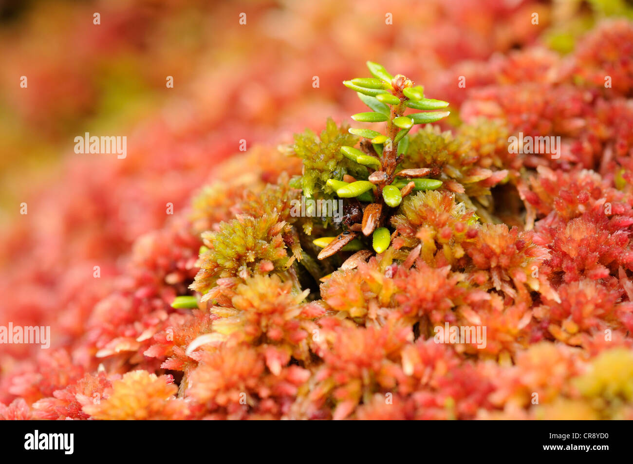 Various sorts of moss, close-up, Ringebufjellet, Norway, Europe Stock ...