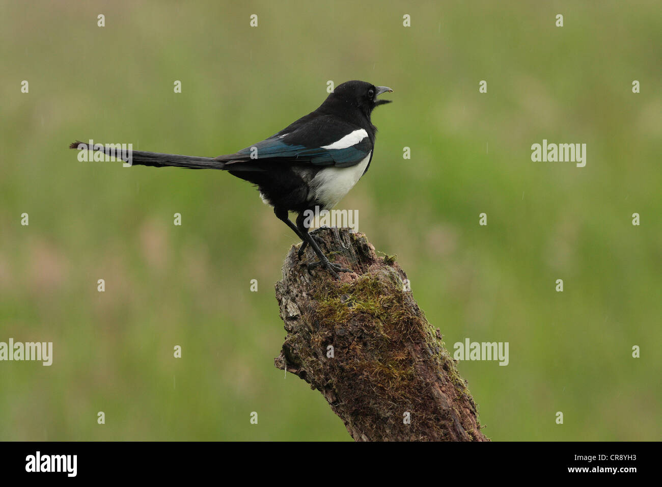 White birds pic hi-res stock photography and images - Alamy