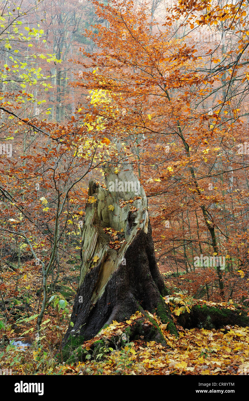 Beech stumps hi-res stock photography and images - Alamy