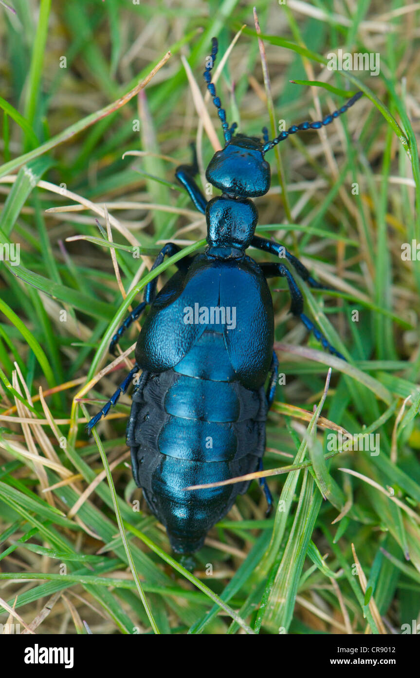 Oil beetle active and searching for food Stock Photo - Alamy