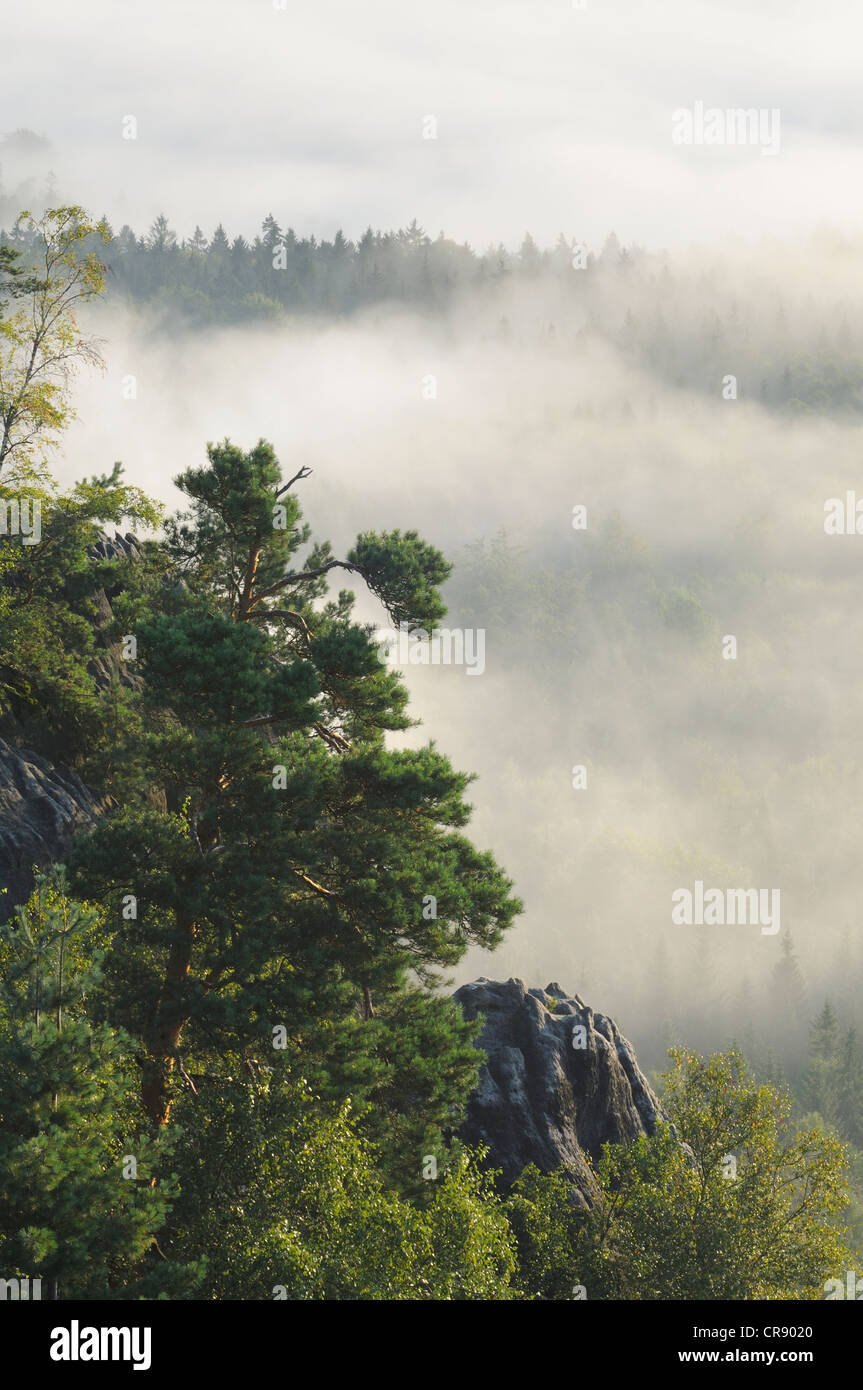 Fog over Nasser Grund valley, Elbe Sandstone Mountains, Saxony, Germany ...