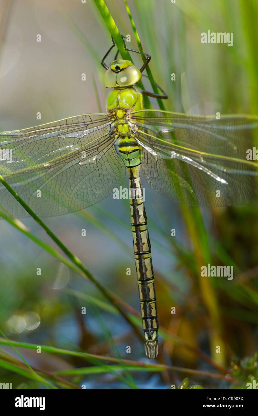 Hatching female Emperor dragonfly Stock Photo - Alamy