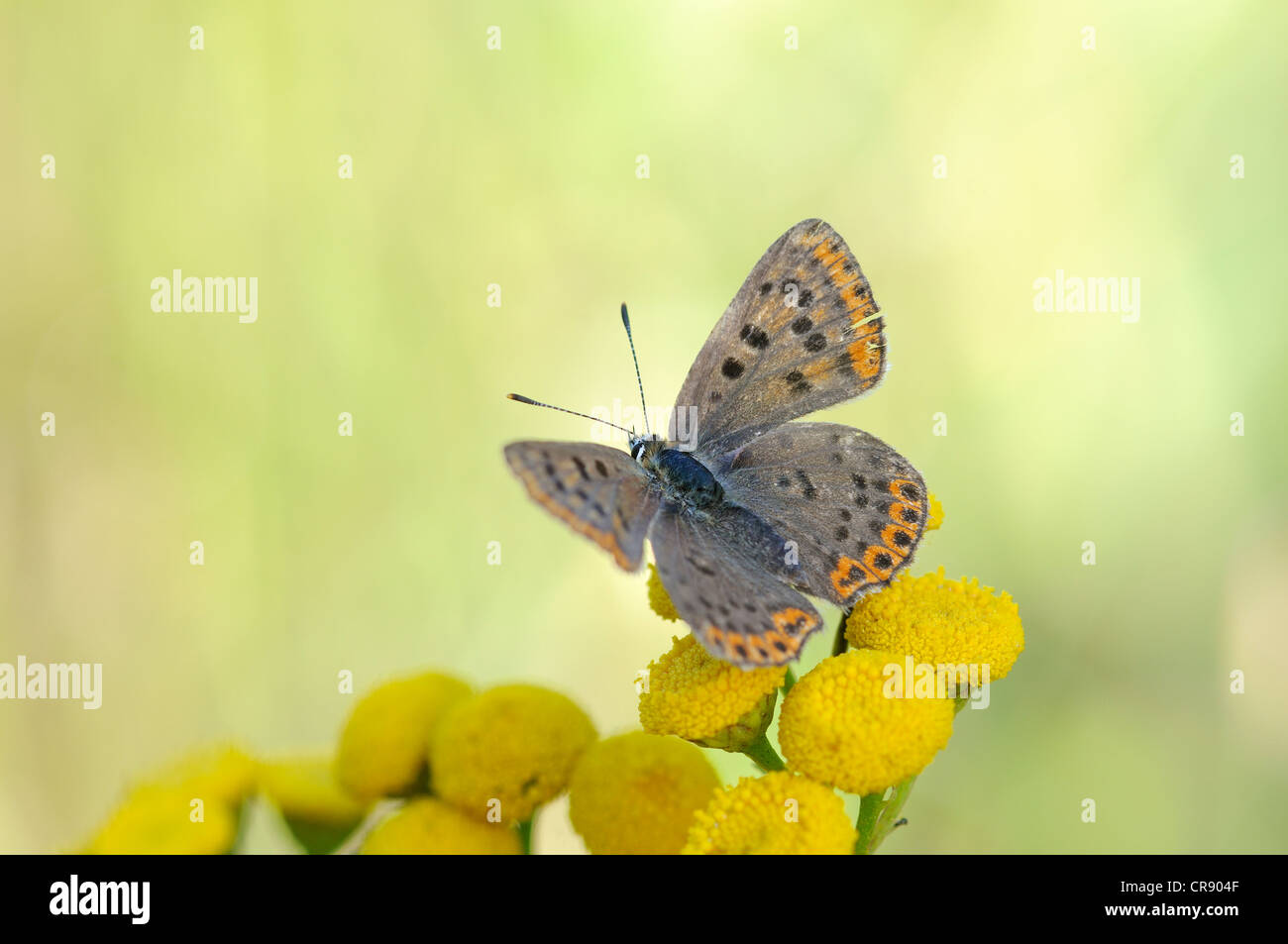 Sooty Copper (Lycaena tityrus), Middle Elbe Biosphere Reserve, Central ...