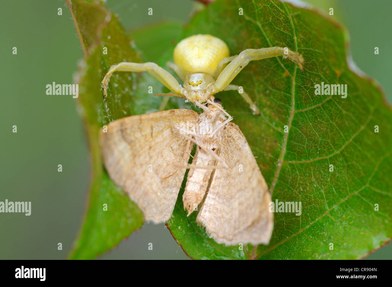 Goldenrod flower moth hi-res stock photography and images - Alamy