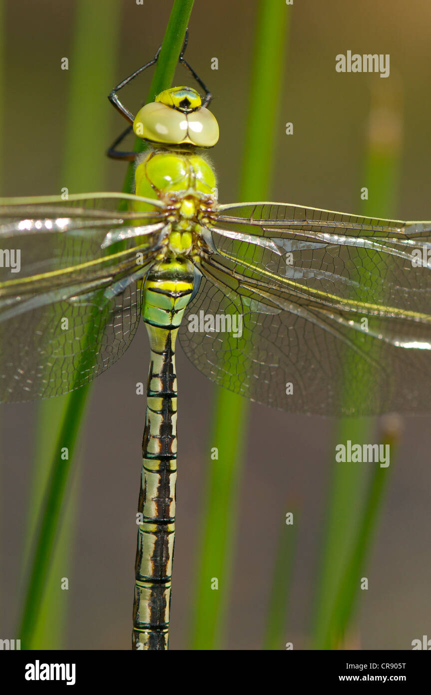 Hatching female Emperor dragonfly Stock Photo - Alamy