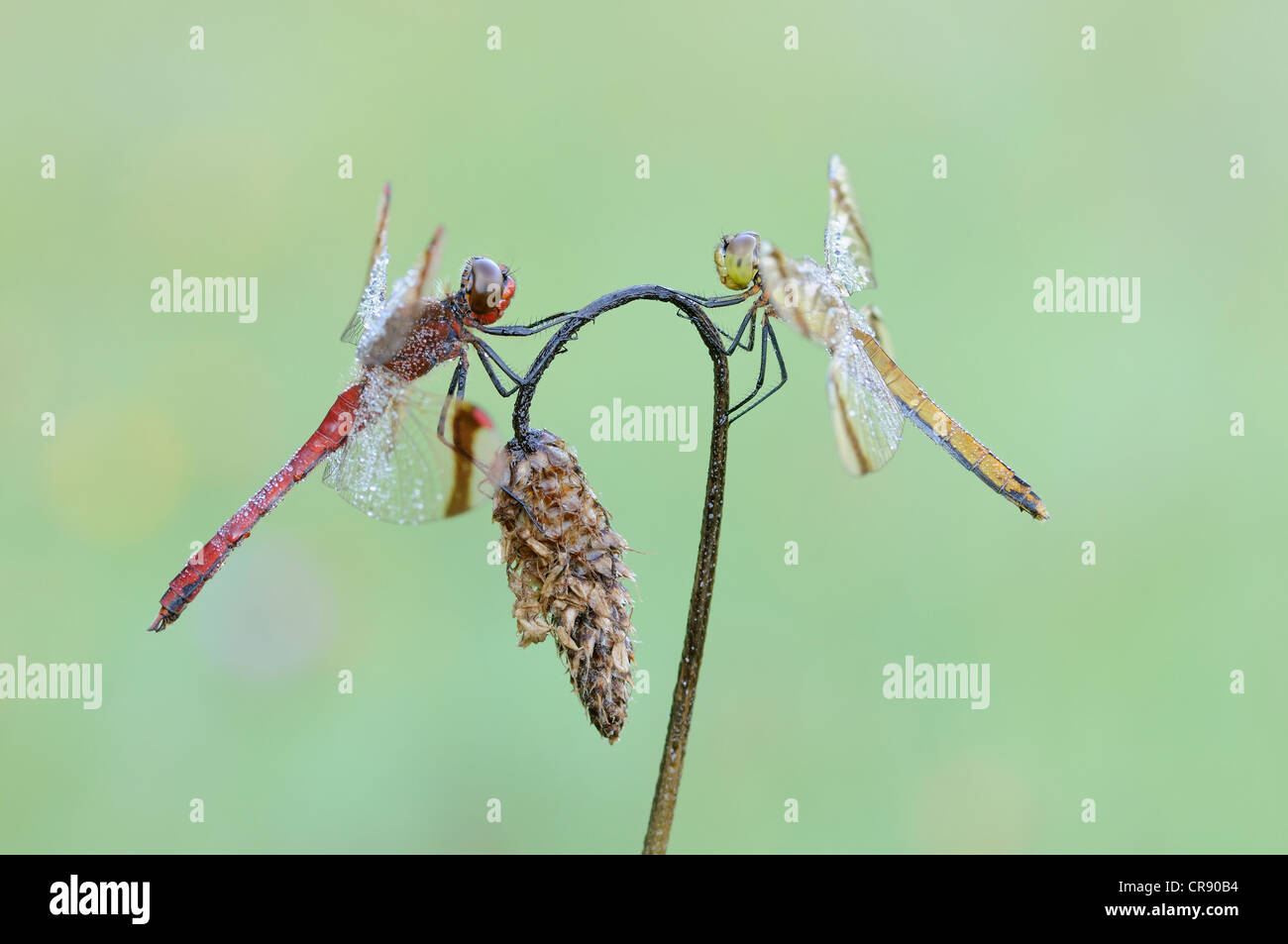 Male and female dragonflies hi-res stock photography and images - Alamy