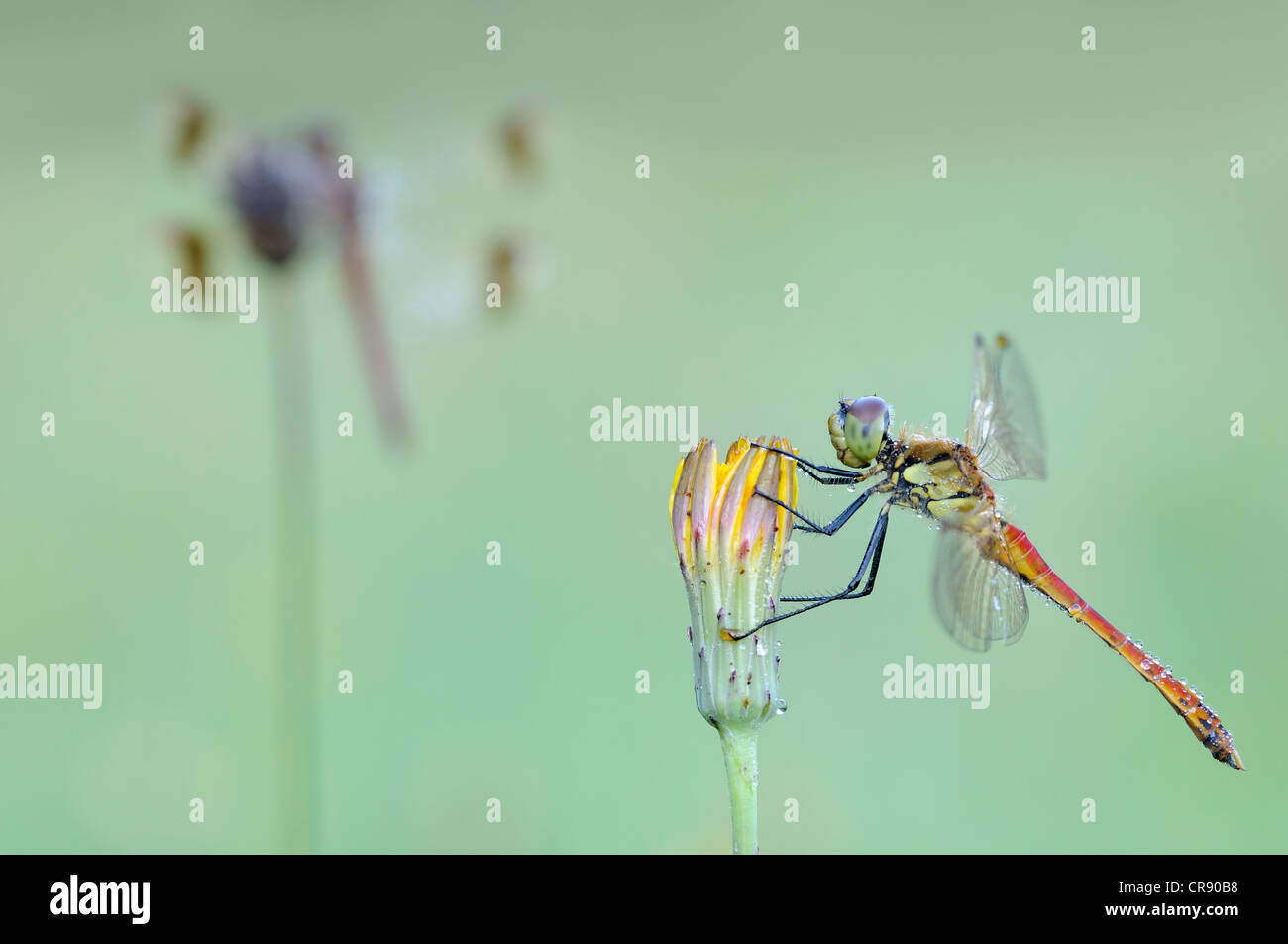 Spotted darter (Sympetrum depressiusculum), male, Brandenburg, Germany ...