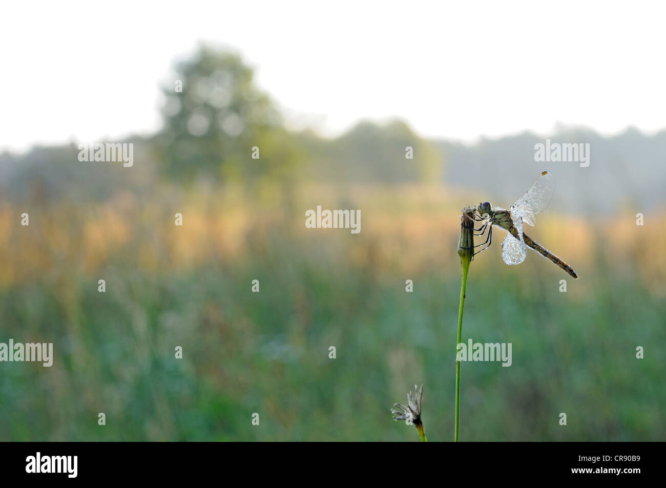 Spotted darter (Sympetrum depressiusculum), female in habitat ...
