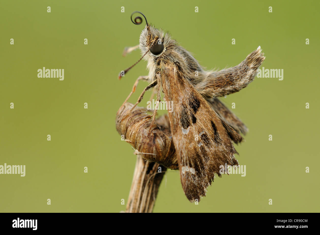 Middle east insects hi-res stock photography and images - Alamy