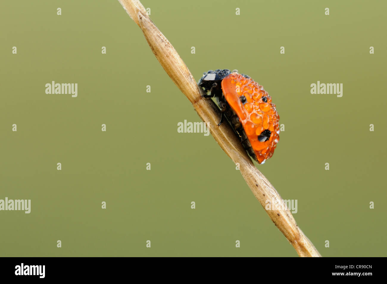 Ladybird, ladybug (Coccinellidae), Middle Elbe Biosphere Reserve ...