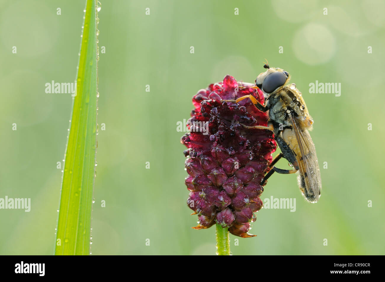 Middle east insects hi-res stock photography and images - Alamy