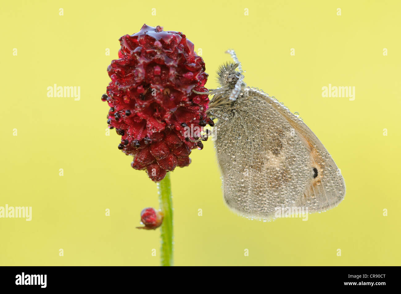 Middle east insects hi-res stock photography and images - Alamy