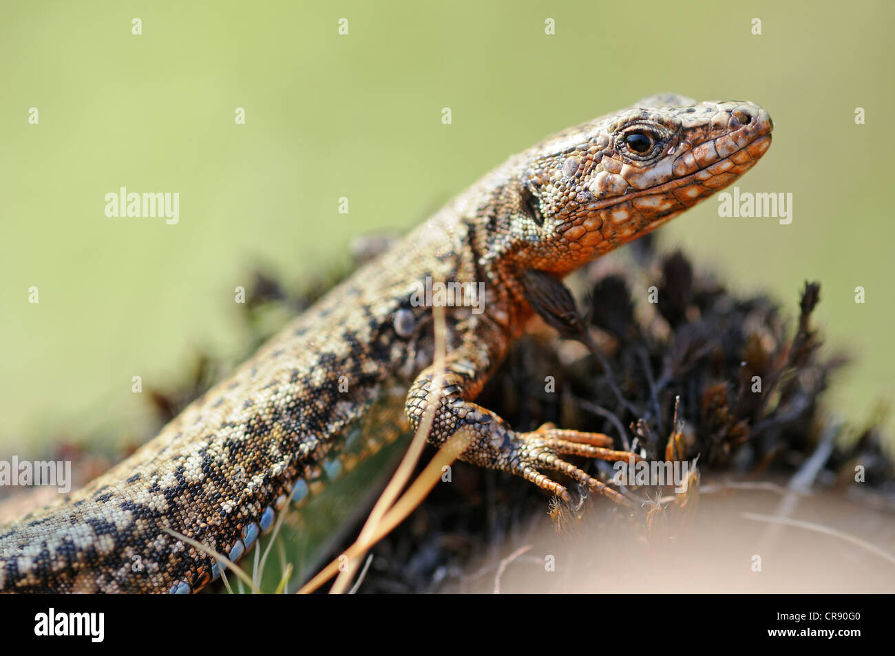 Side view of lizard hi-res stock photography and images - Alamy