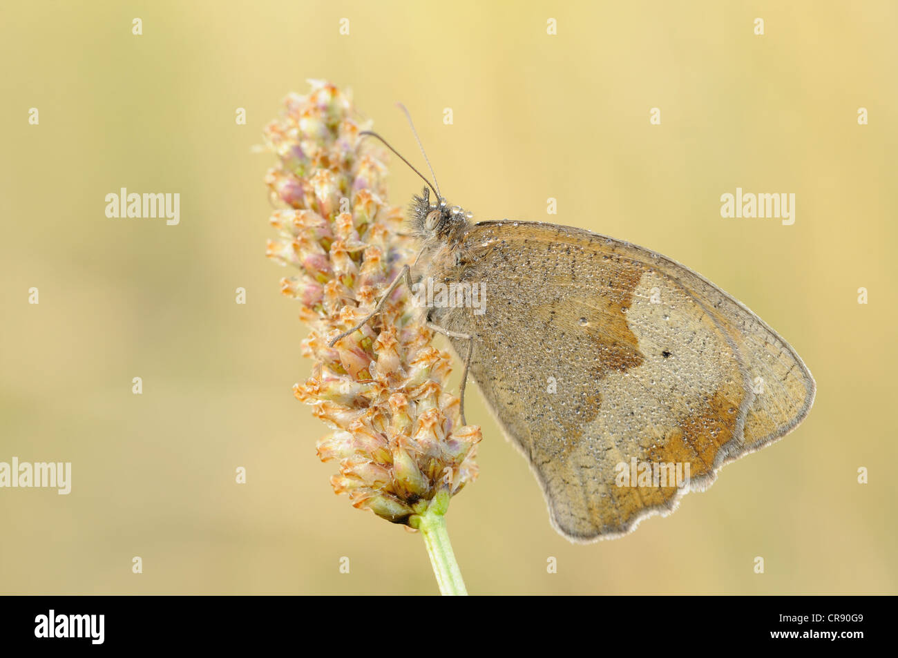 Middle east insects hi-res stock photography and images - Alamy