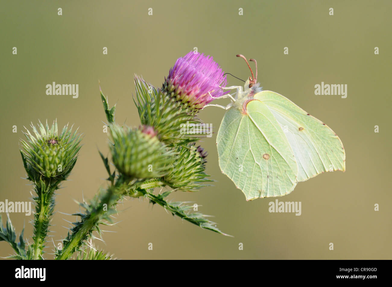 Middle east insects hi-res stock photography and images - Alamy