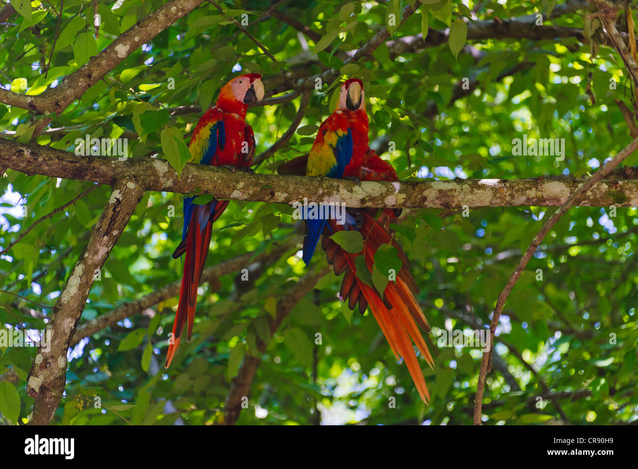 Animals and forest hi-res stock photography and images - Alamy