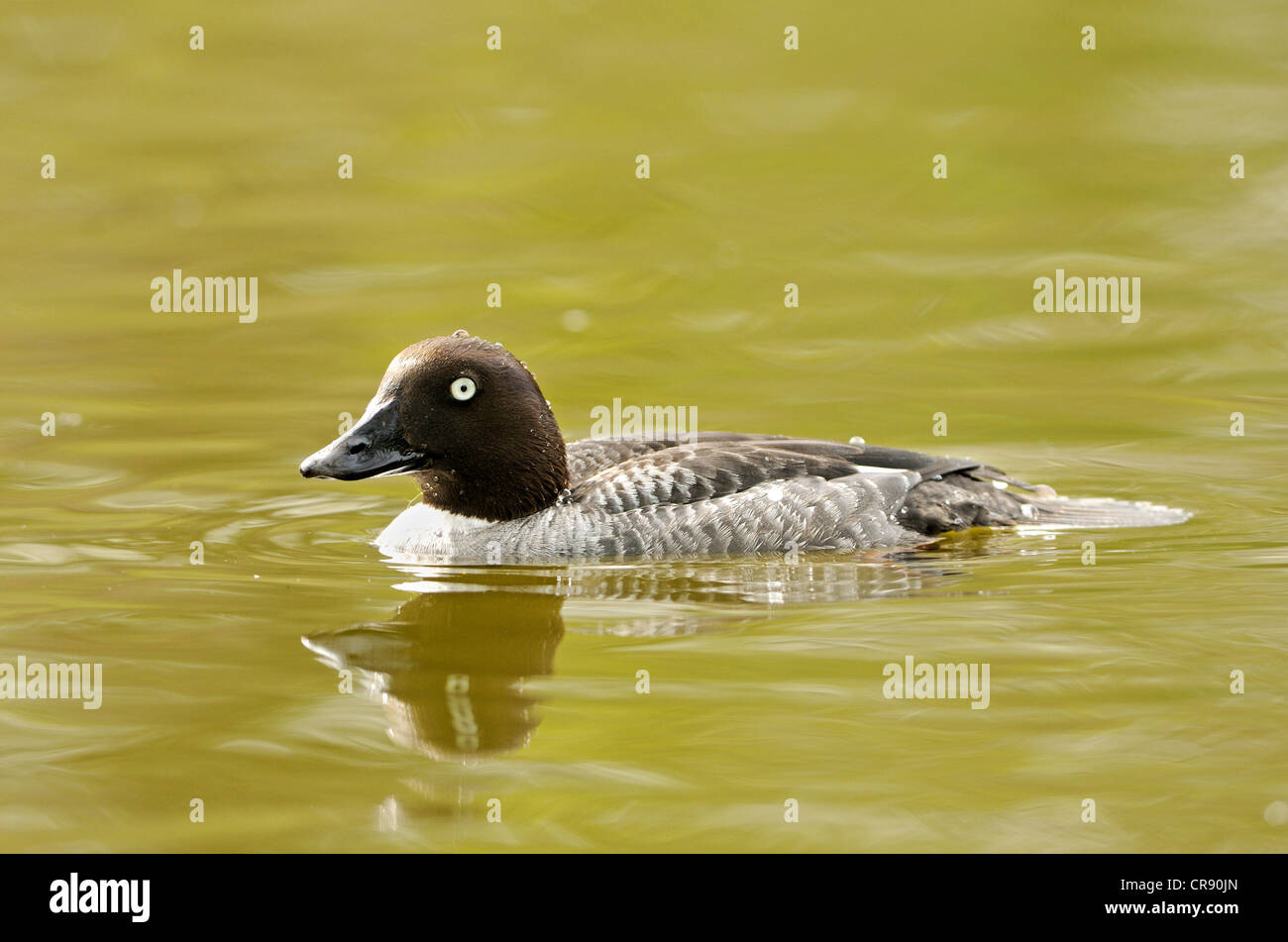 Goldeneye duck hi-res stock photography and images - Alamy