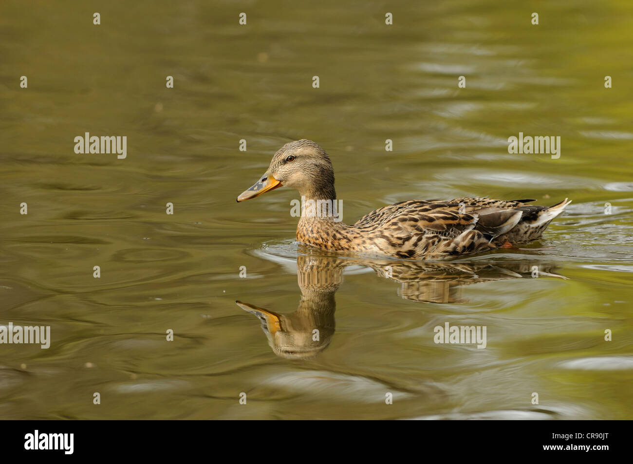 Mallard duck female ducks hi-res stock photography and images - Alamy