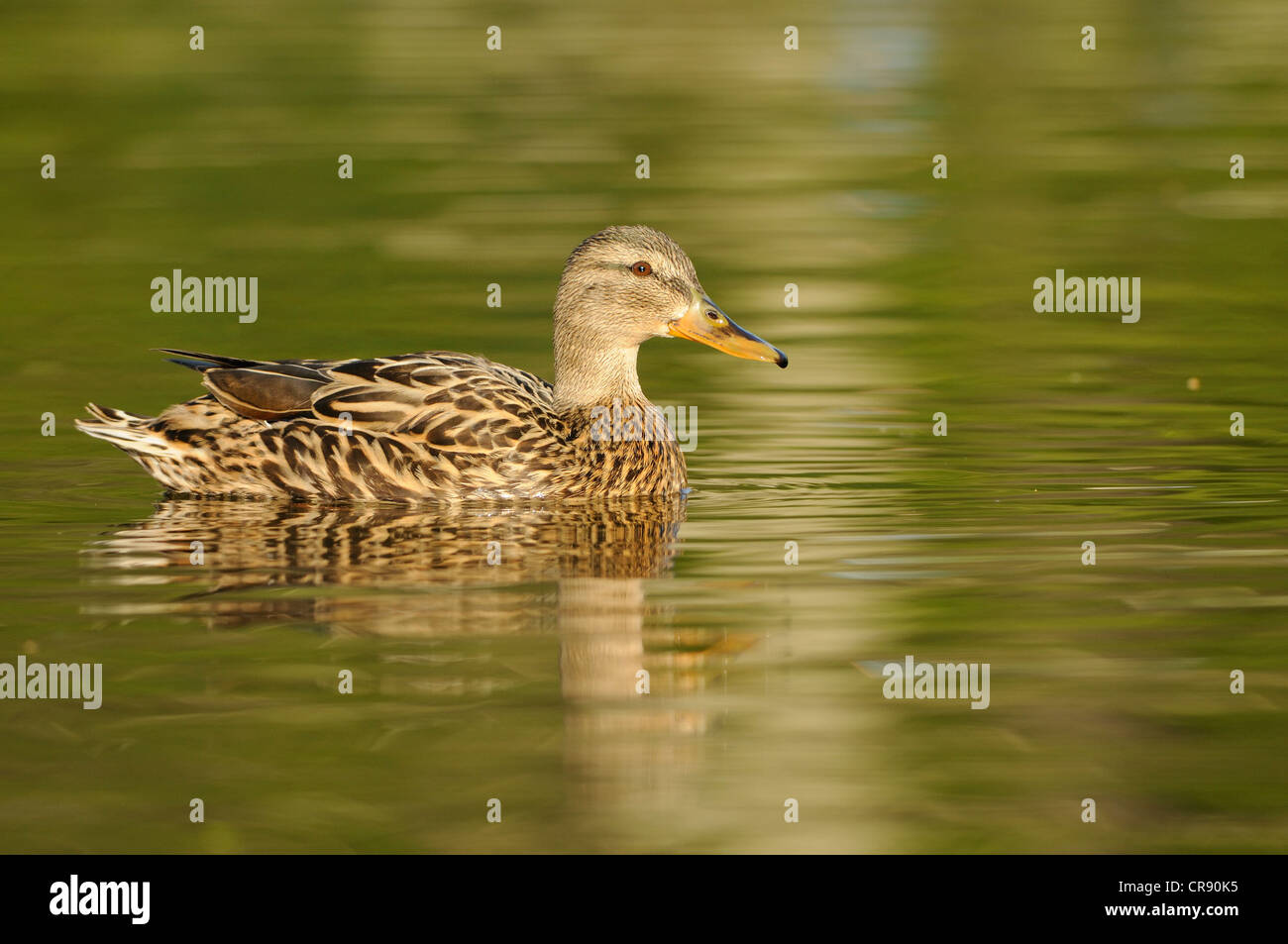 Mallard Duck Photos High Resolution Stock Photography and Images - Alamy