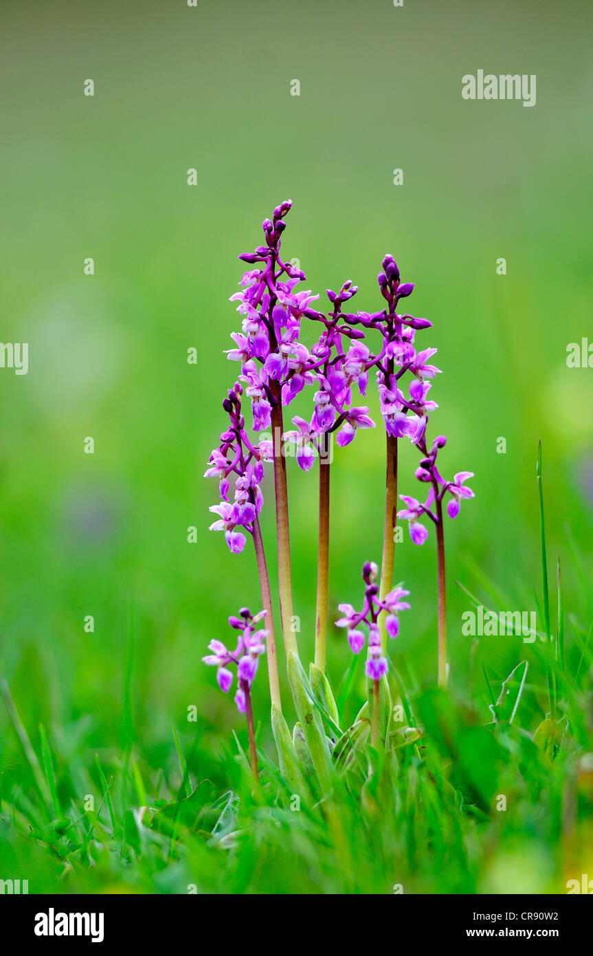 Mascula hi-res stock photography and images - Alamy