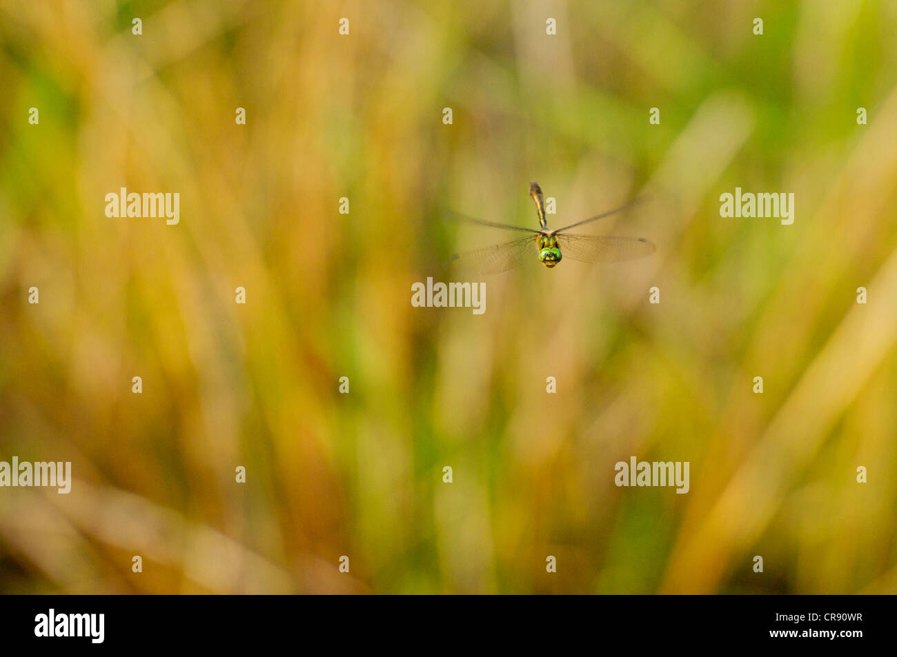 Downy Emerald dragonfly flying over a heathland pond in Dorset ...