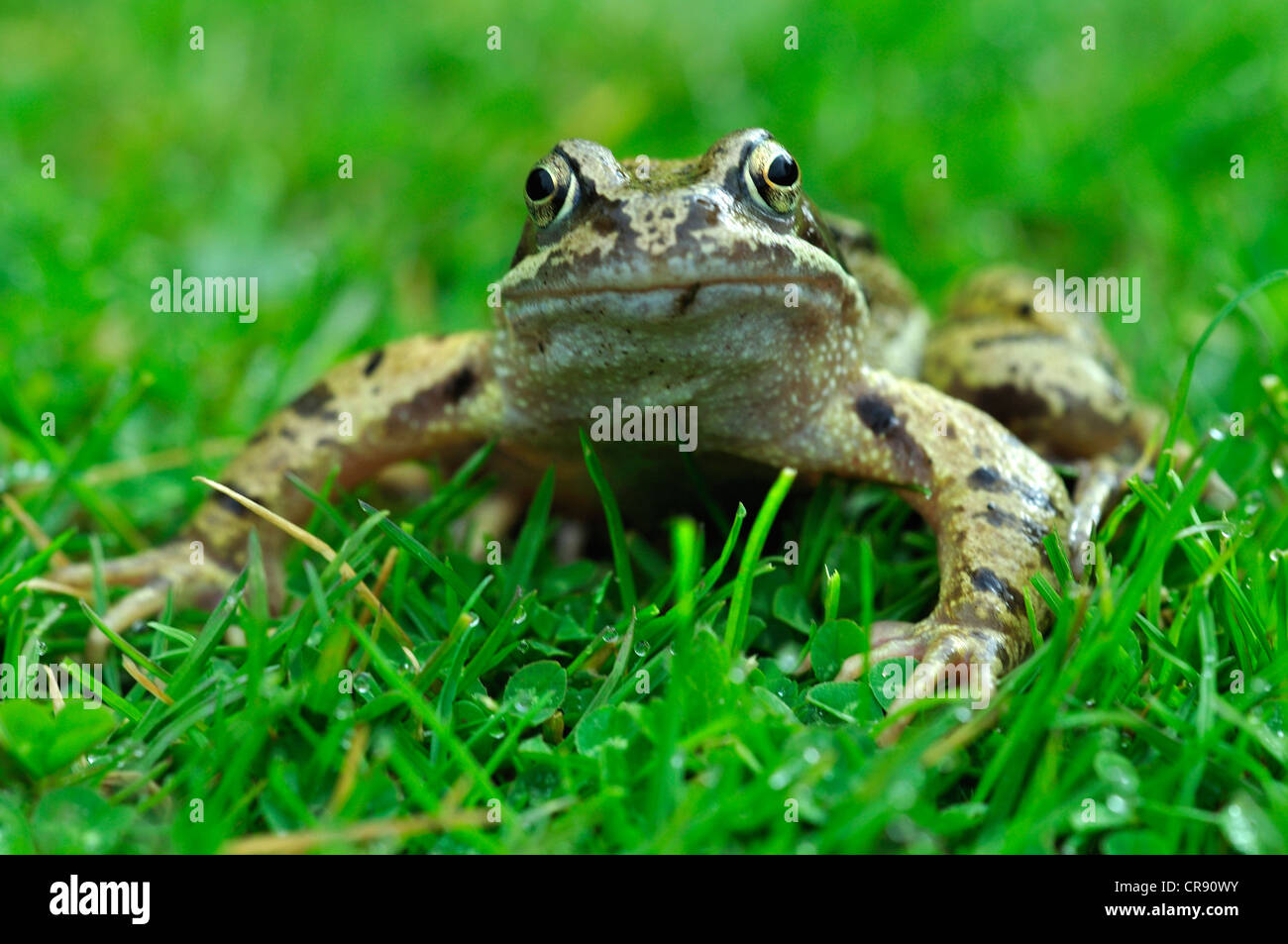 Common familiar visitor hi-res stock photography and images - Alamy