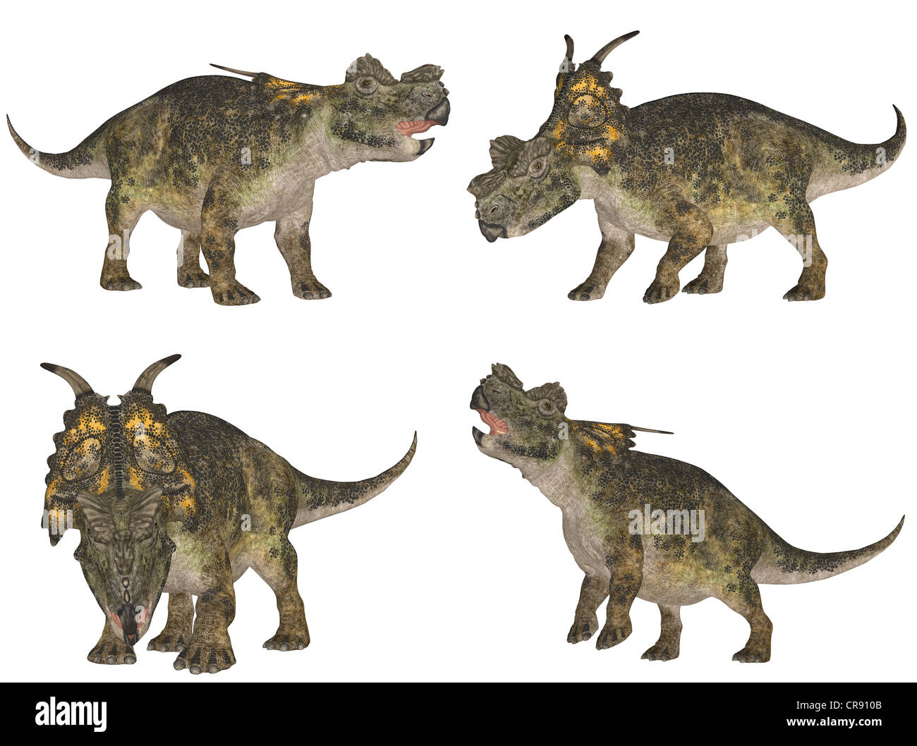 Illustration of a pack of four (4) Achelousaurus with different poses ...