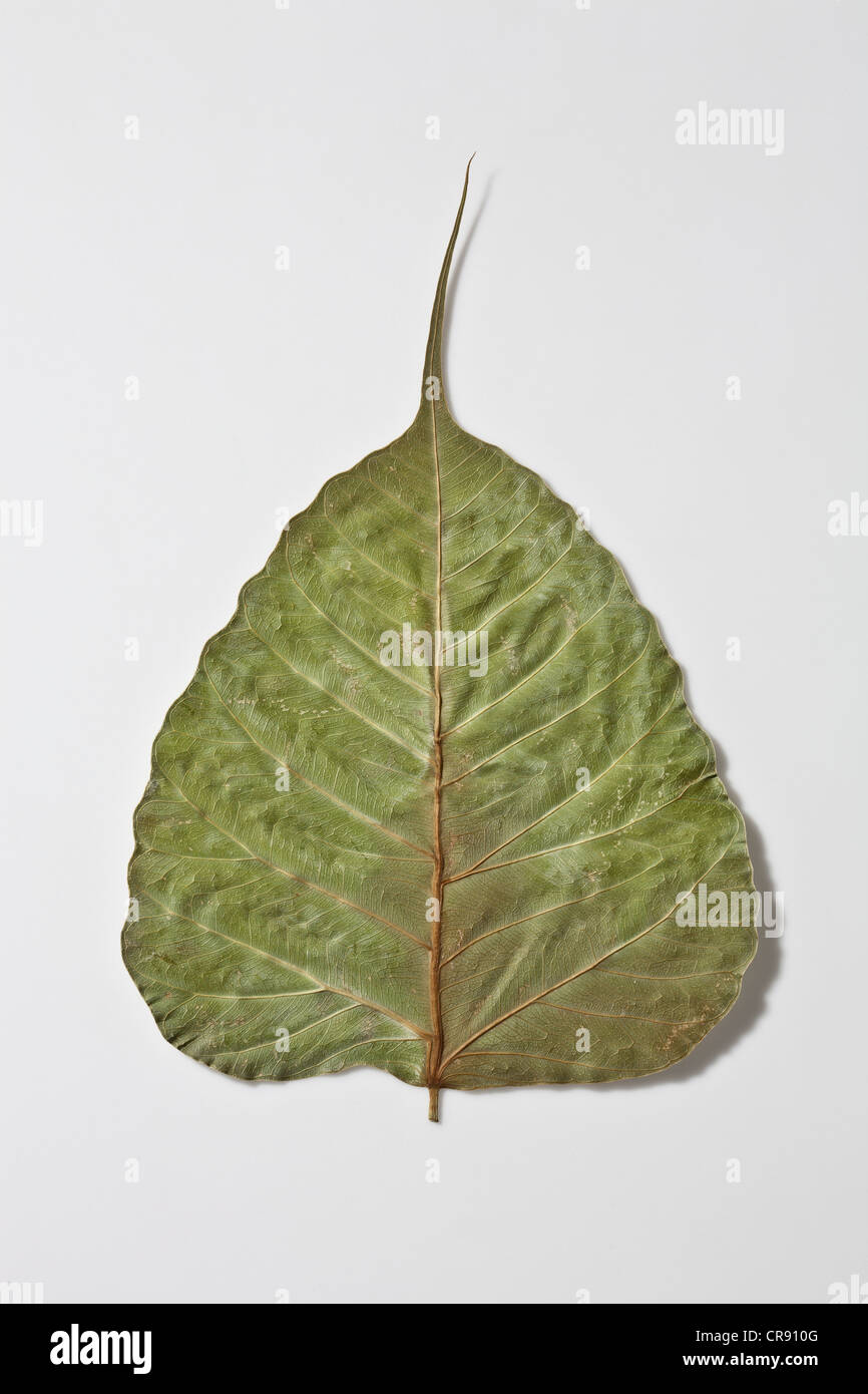Bo Tree Leaf High Resolution Stock Photography and Images - Alamy