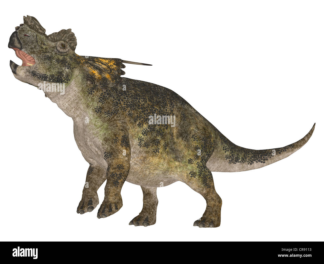 Illustration of an Achelousaurus (dinosaur species) isolated on a white ...