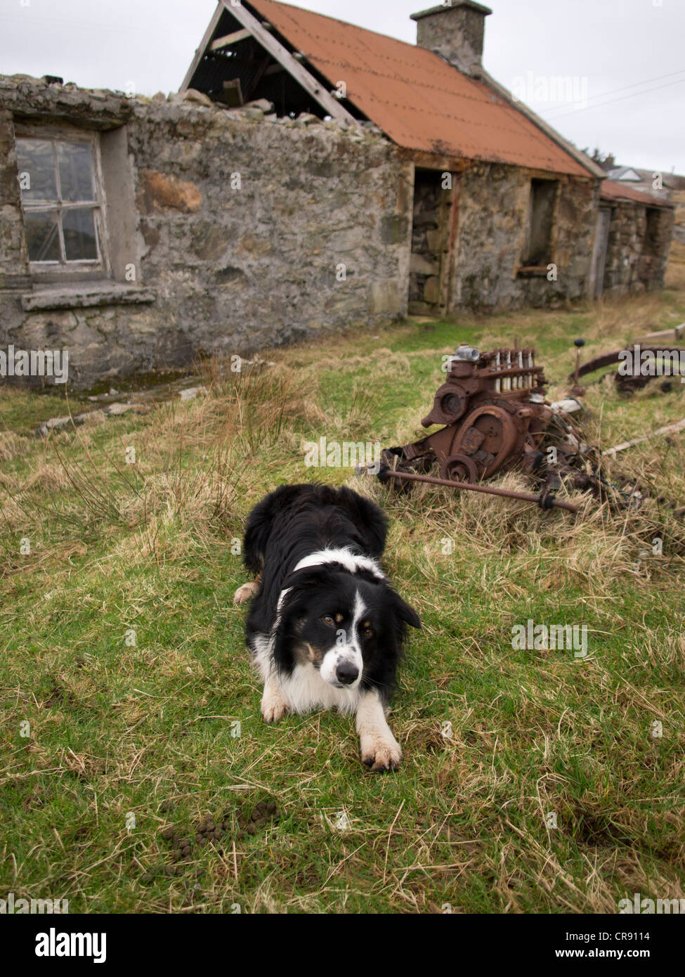 Border collie scottish sheep dog hi-res stock photography and images ...