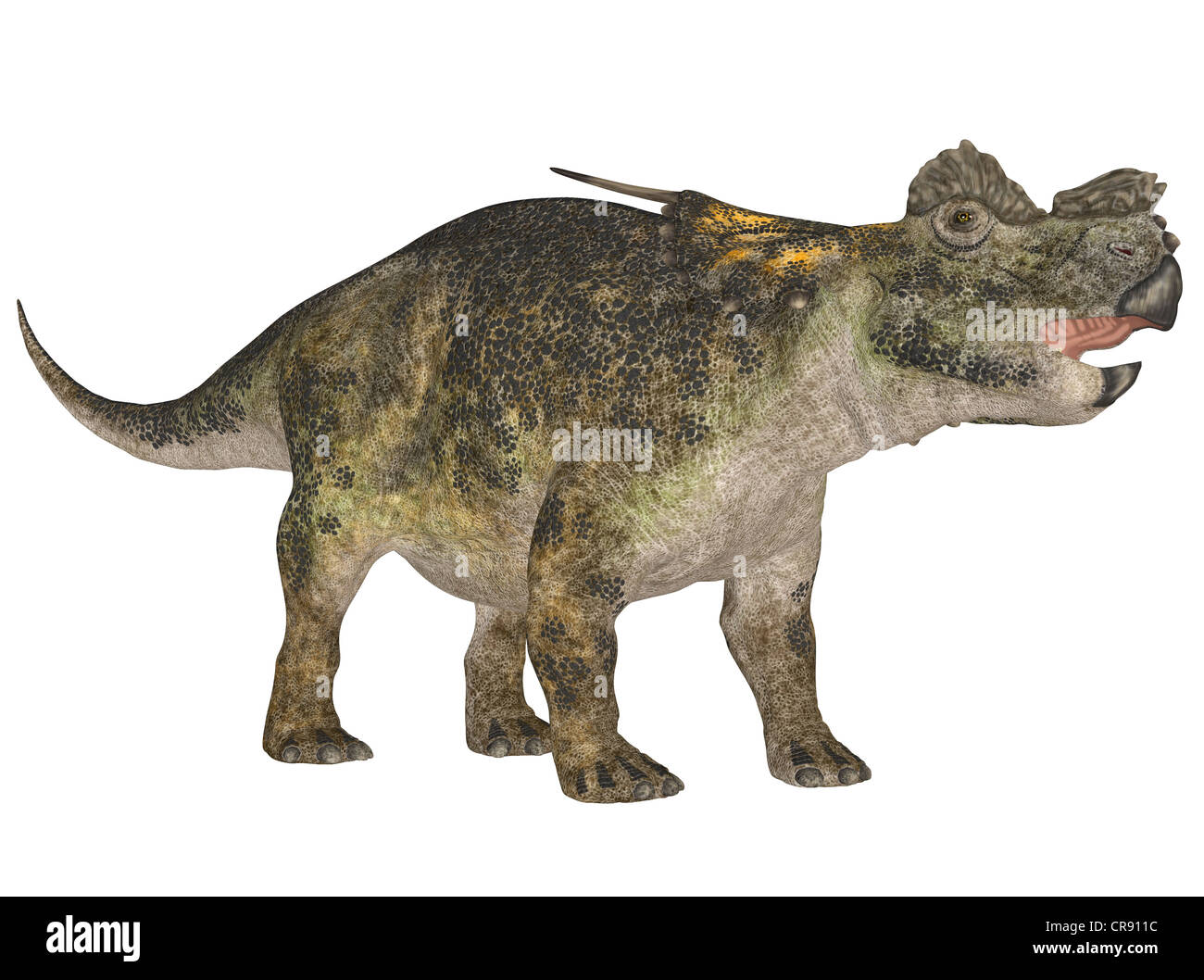 Illustration of an Achelousaurus (dinosaur species) isolated on a white ...