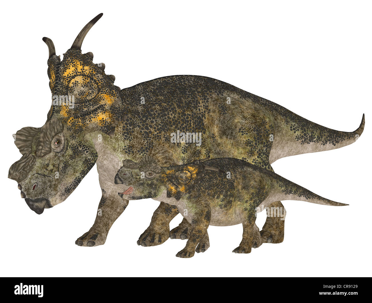 Illustration of an adult and a young Achelousaurus (dinosaur species ...