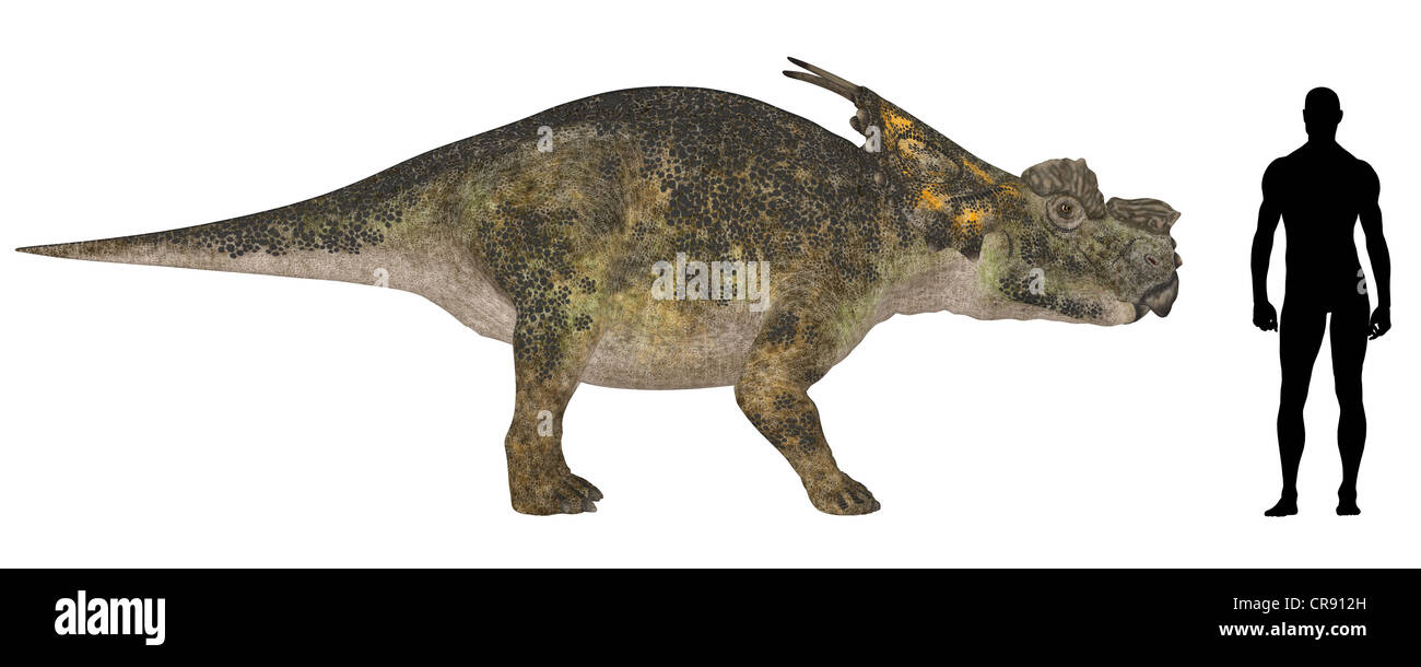 Illustration of a comparison of the size of an adult Achelousaurus with ...