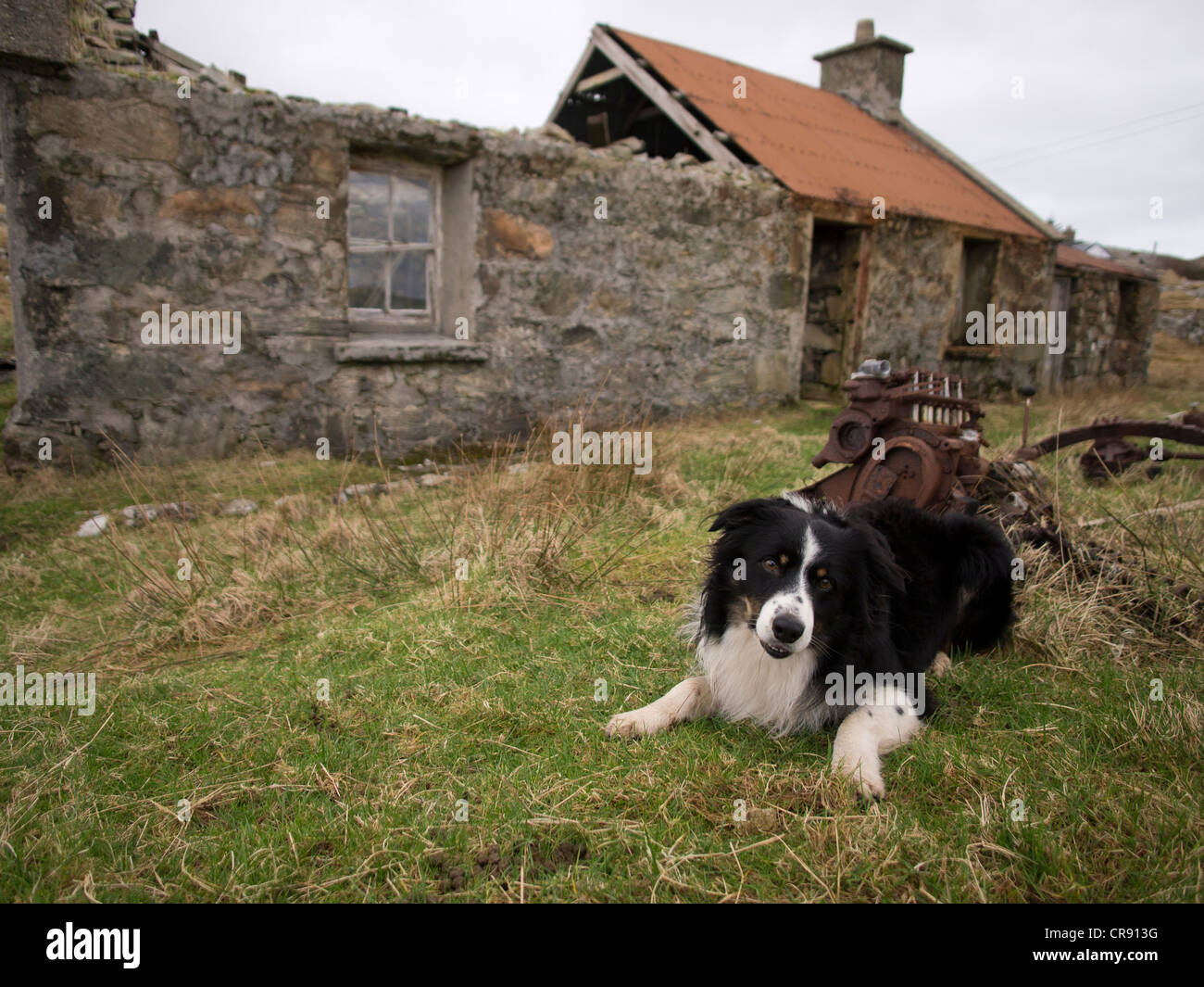 Border Collie Sheepdog, Isle of Harris Stock Photo - Alamy