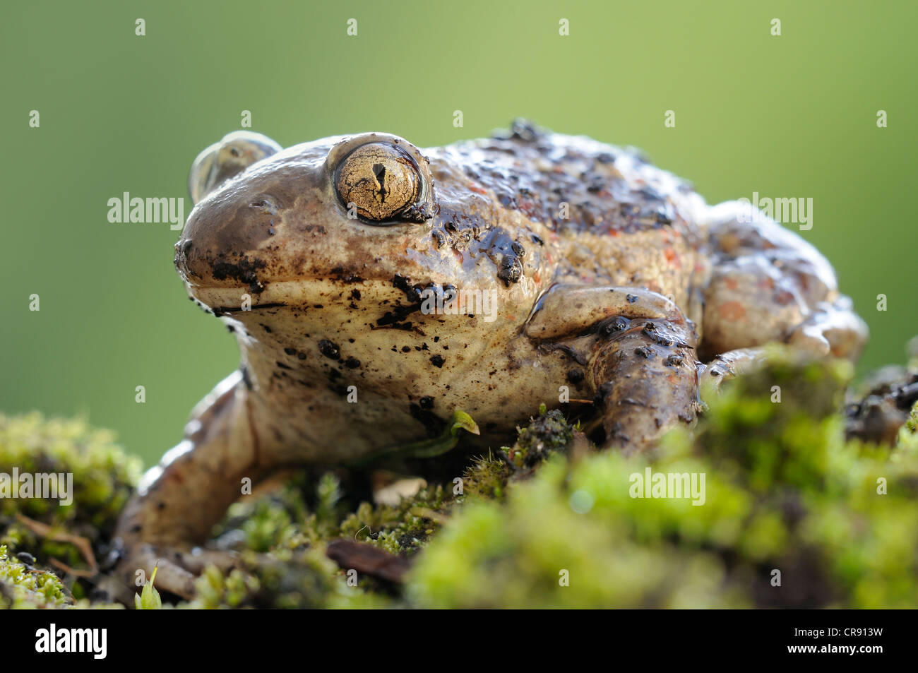 Spadefoot toads hi-res stock photography and images - Alamy