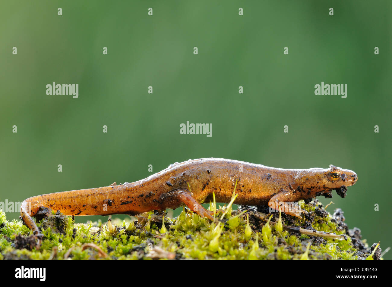 Smooth Newt (Lissotriton vulgaris syn. Triturus vulgaris), female, land ...