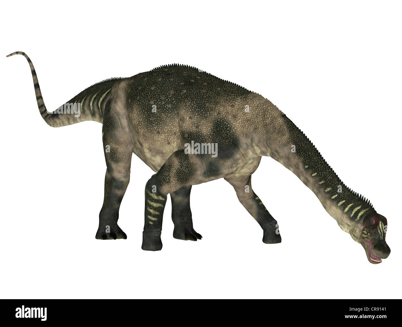 Illustration of an Antarctosaurus (dinosaur species) isolated on a ...