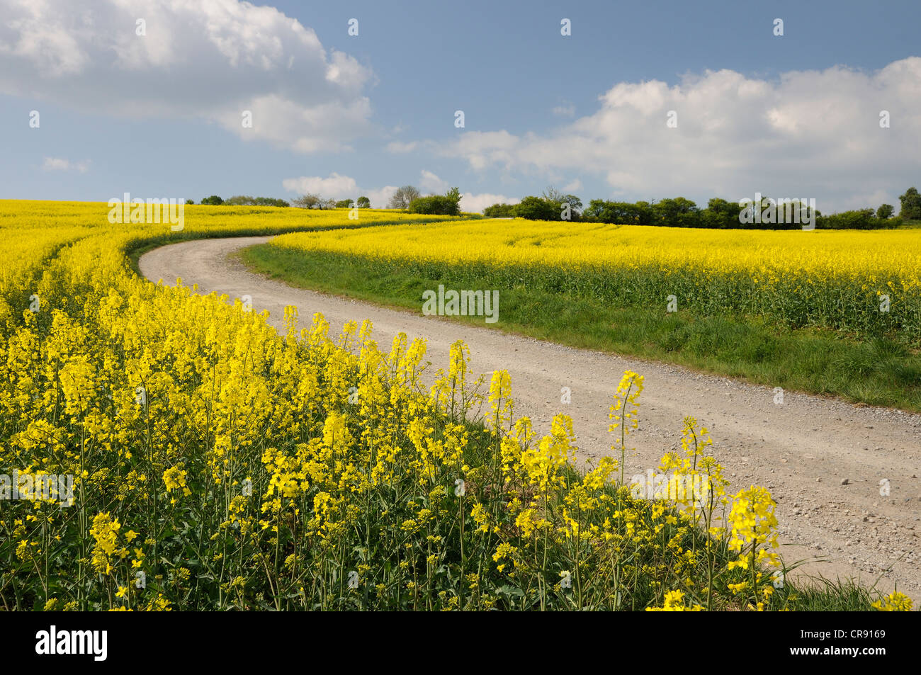 Landscape with canola field and country road in Thuringia, Germany ...