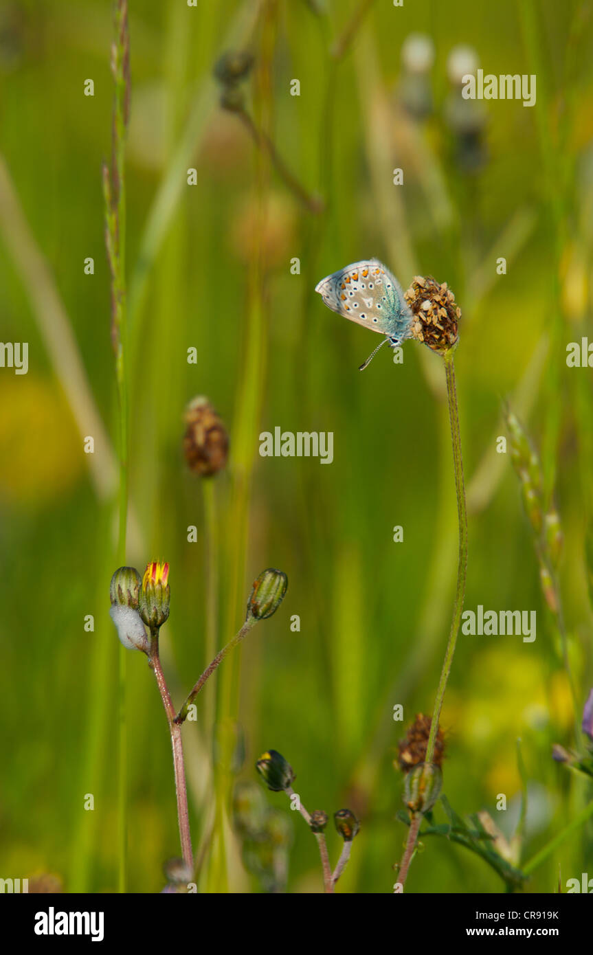 Common Blue butterfly in English grassland meadow Stock Photo - Alamy